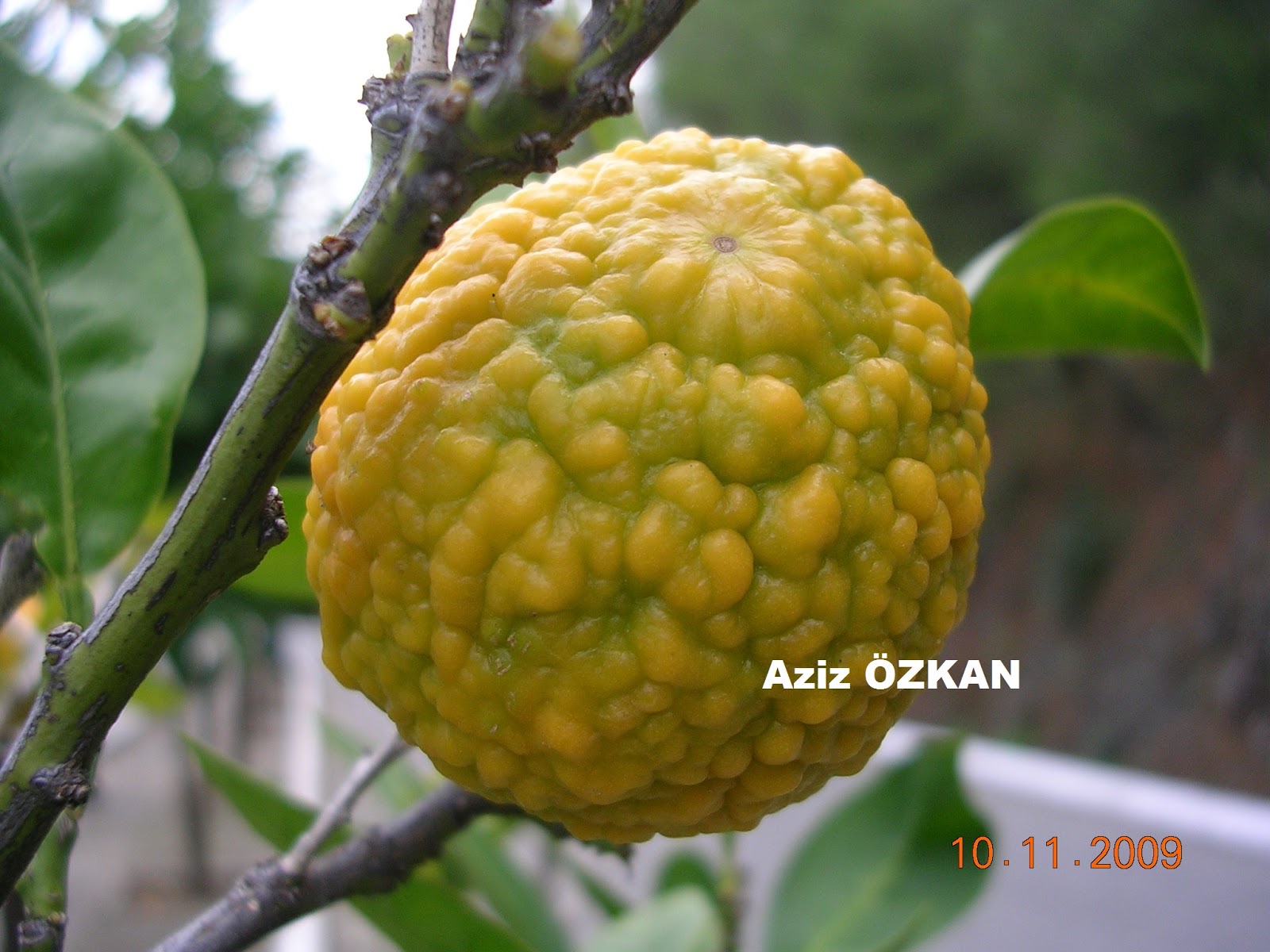 Aziz Özkan Tarım Bilgi Paylaşım Portalı Hoşgeldiniz: NARENCİYE DE KABUK ...