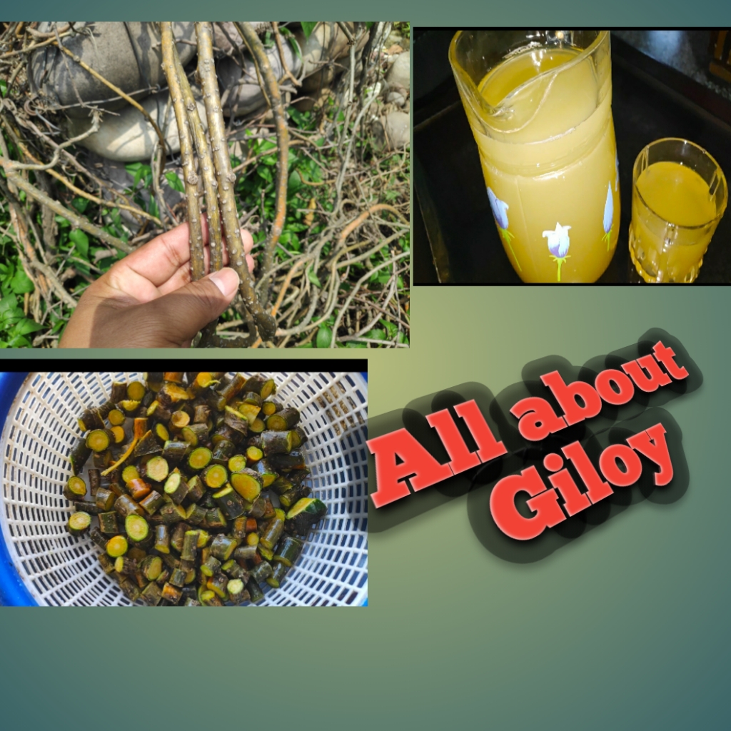 All about Giloy, Giloy juice the immunity booster