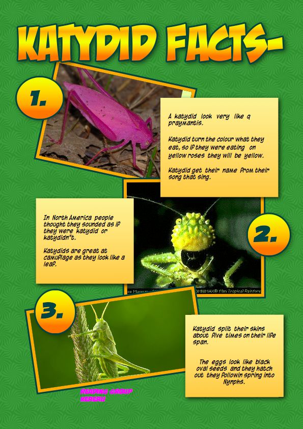 Room 2 Burnham School: Katydids An Amazing Insects