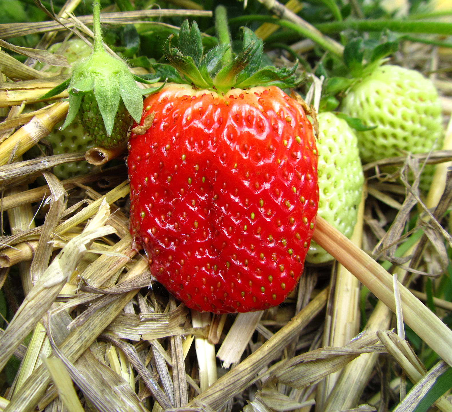 Lost Stones: First ripe strawberry