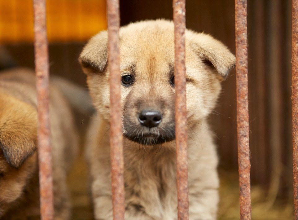 Catei si catelusi: Catei salvati inainte de a fi pusi in cratita sau la ...