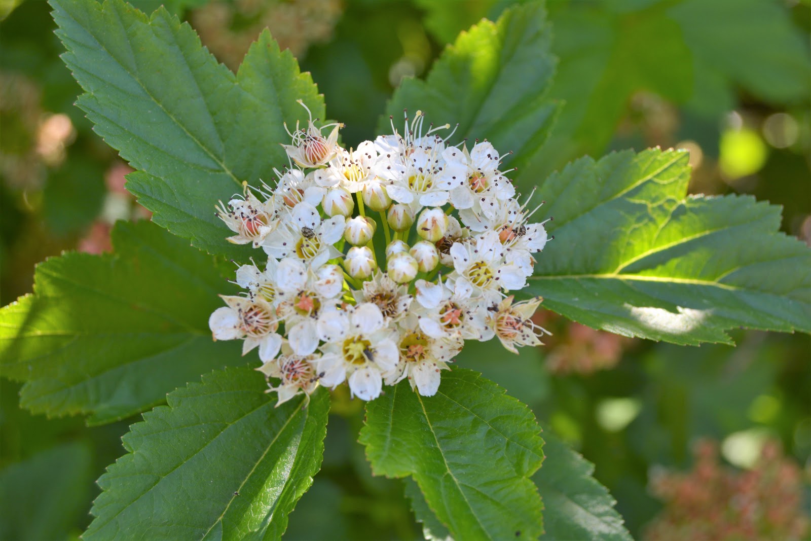 A Garden Favorite: Ninebark (Physocarpus)