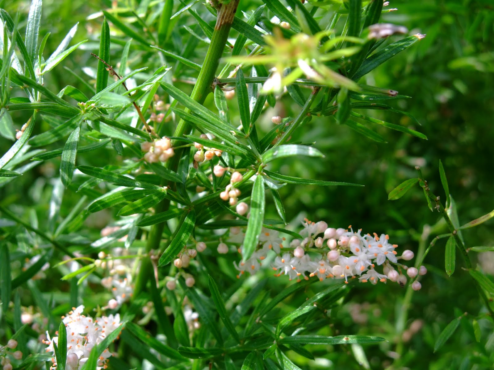 春暖花開: 武竹的花 African Asparagus Flowers