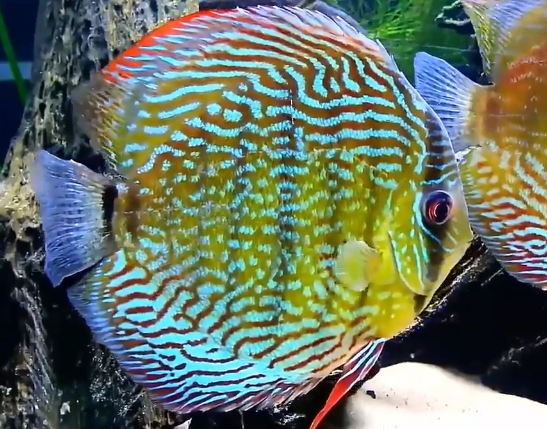 100 Discus Classification according to color and line | king fish