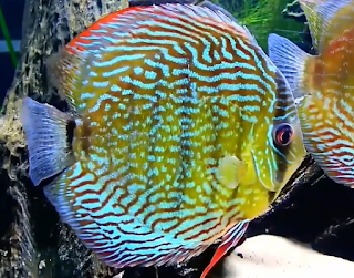 100 Discus Classification according to color and line | king fish