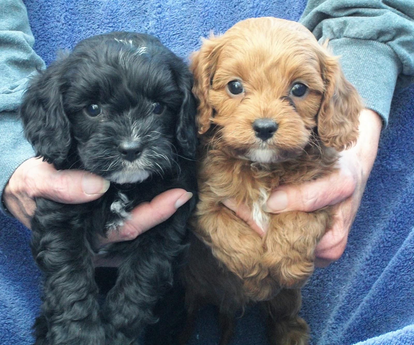 B & C Kennels: Cavapoos, Cavachons & Cavaliers