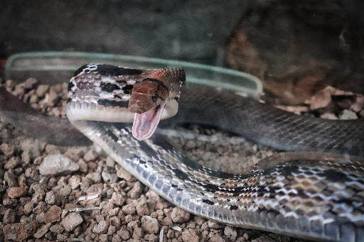 SPECIES OF SNAKES FOUND IN ASSAM