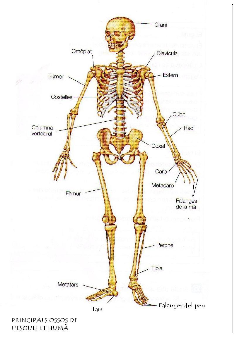 Com és el nostre cos: Els ossos