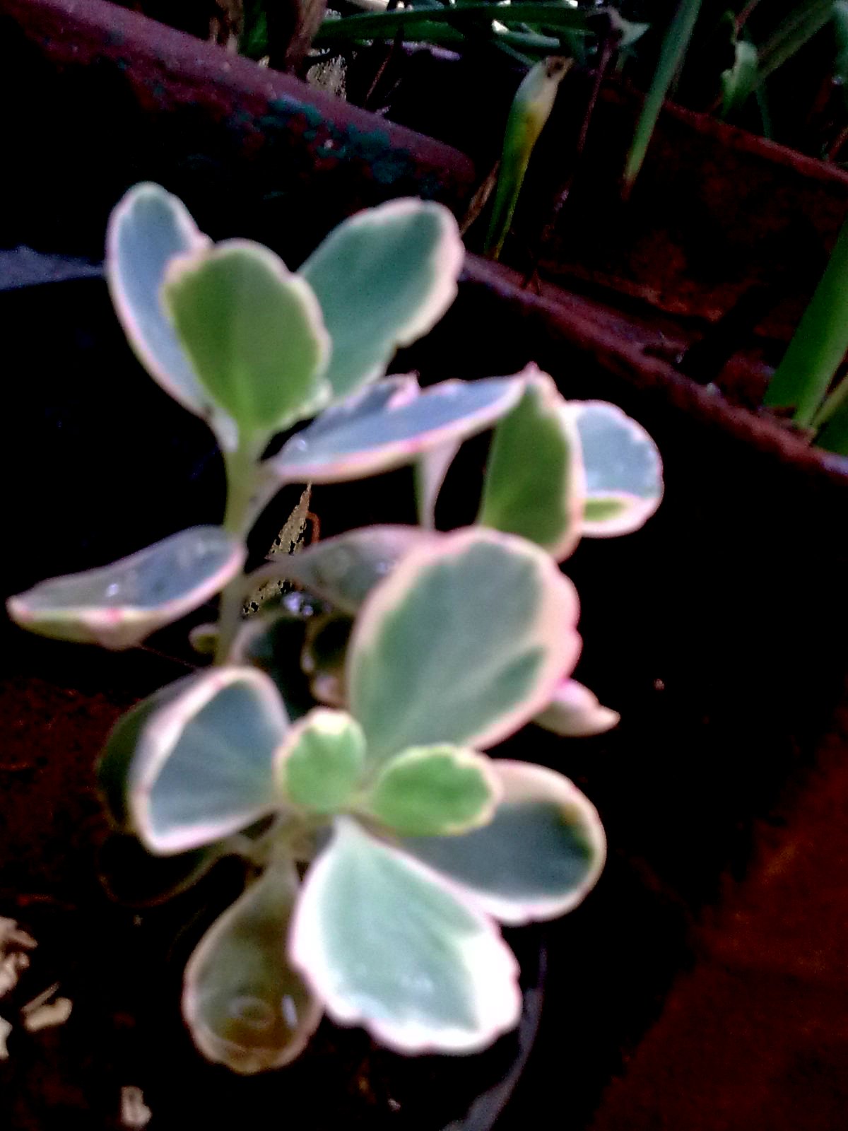 Garden feng Shui -Selecting Plants of Correct shapes for Good feng Shui