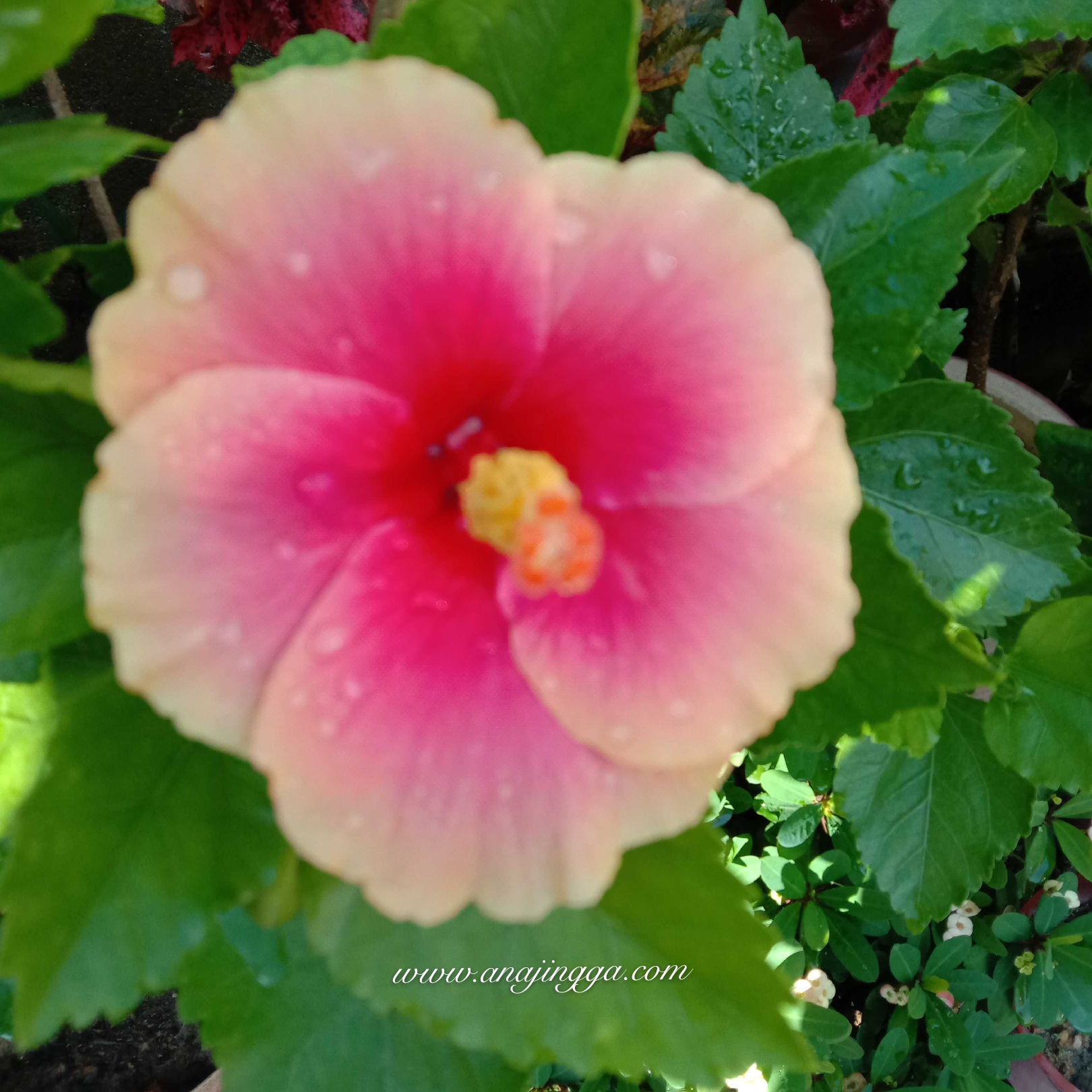 Koleksi bunga raya di laman AJ