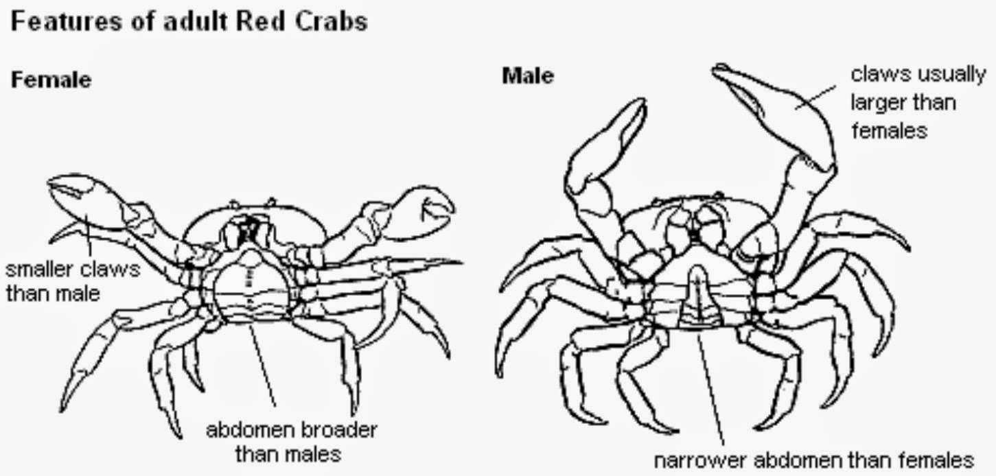 Mengenal Kepiting Dan Anatominya - Lalaukan