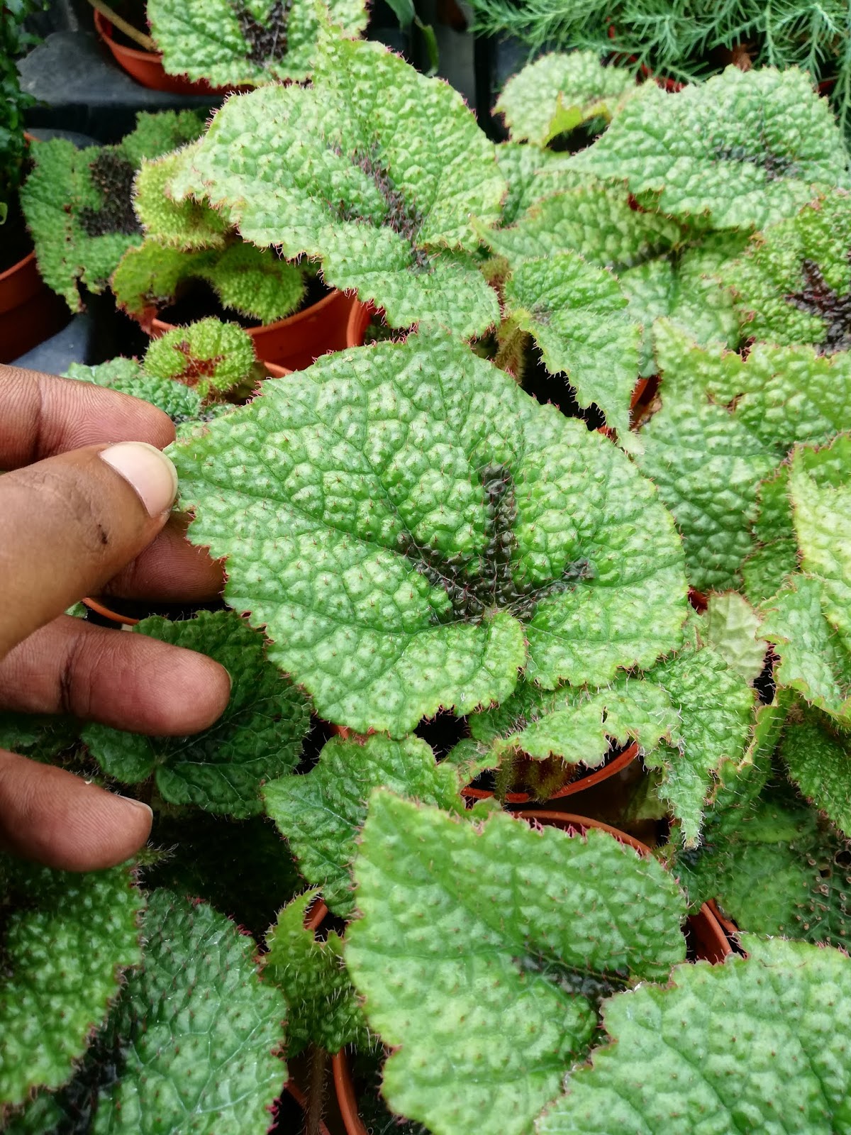 Garden Chronicles of James David: Begonia - Iron Cross (Updated 2021)