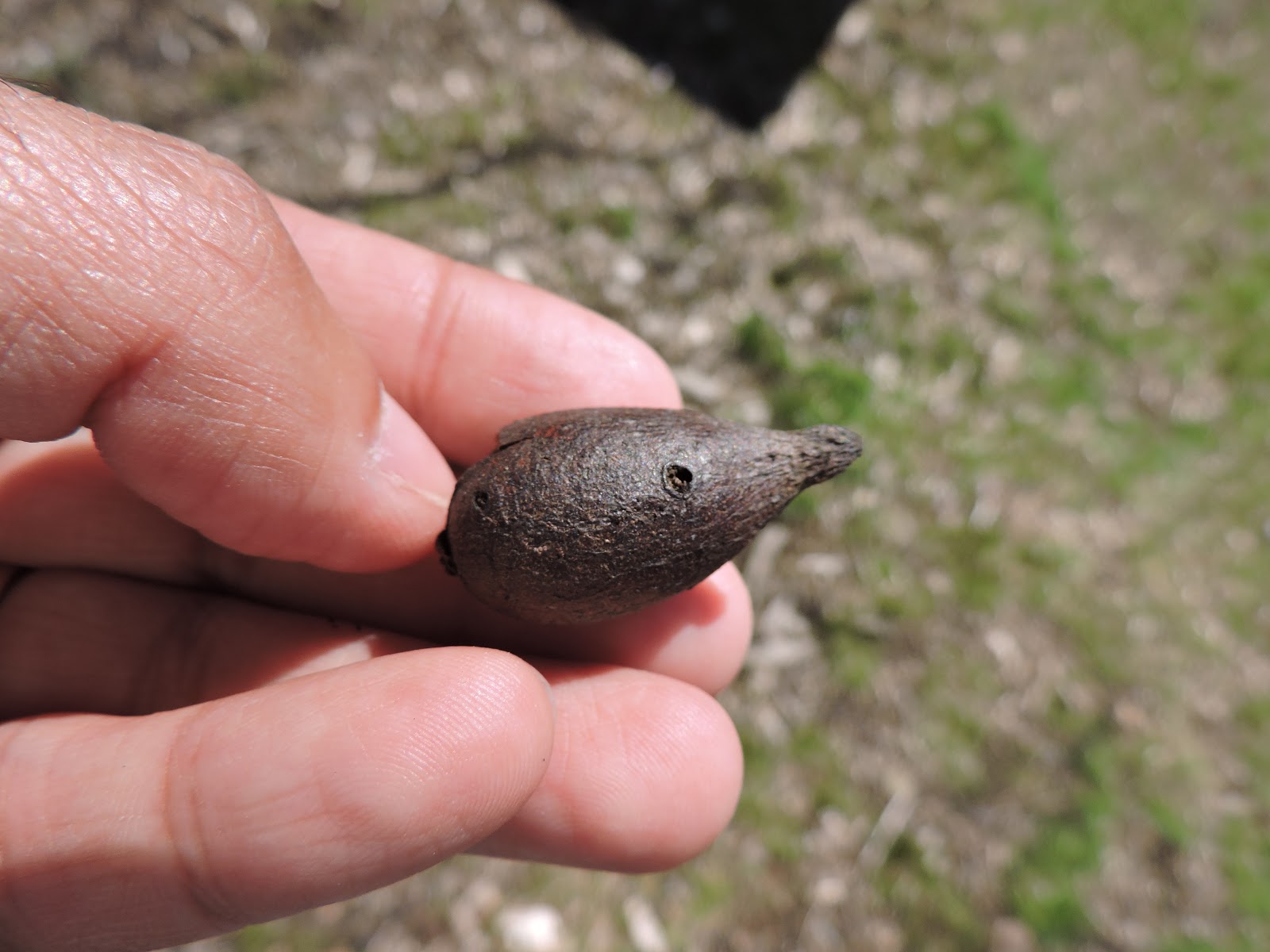 Capital Naturalist by Alonso Abugattas: A Hickory Nut Primer