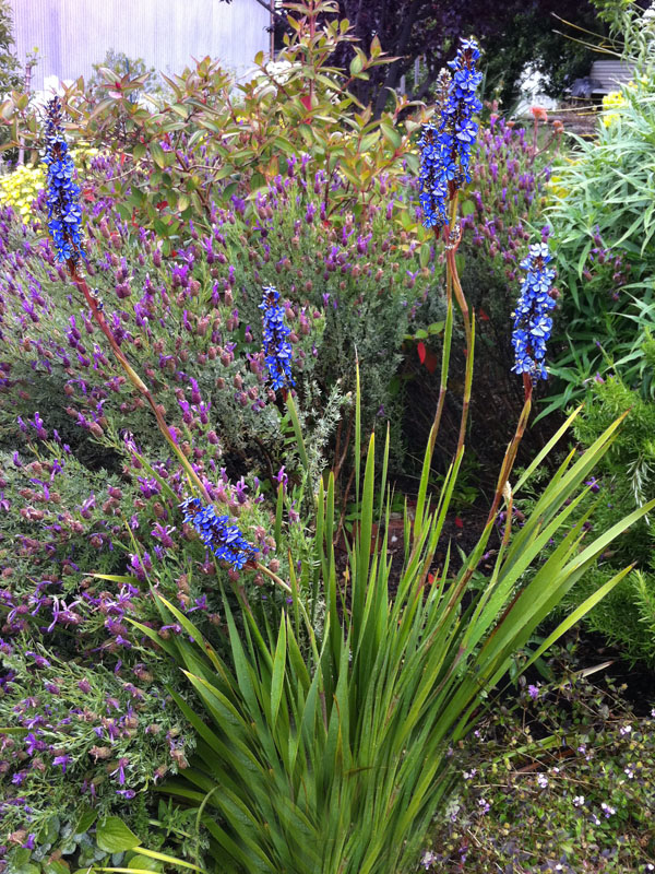 Pennsylvania Street Gardens: Plant profile: Aristea capitata (syn. A ...