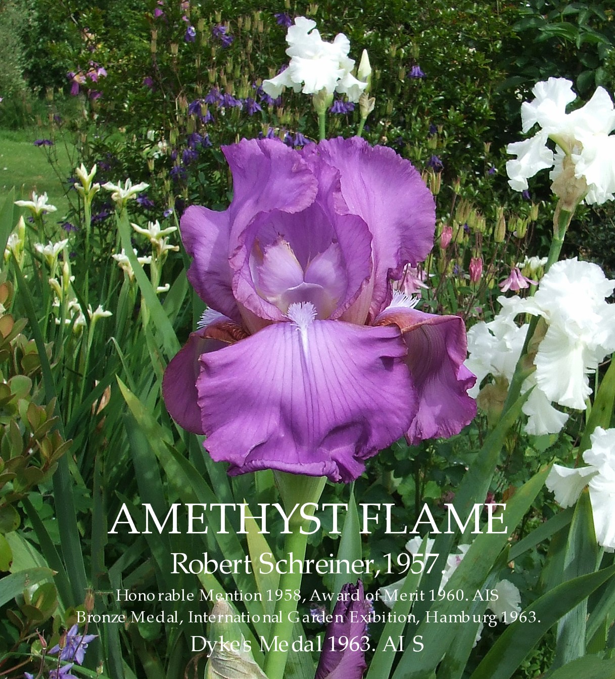 Tall Bearded Iris AMETHYST FLAME ~ HERITAGE IRISES