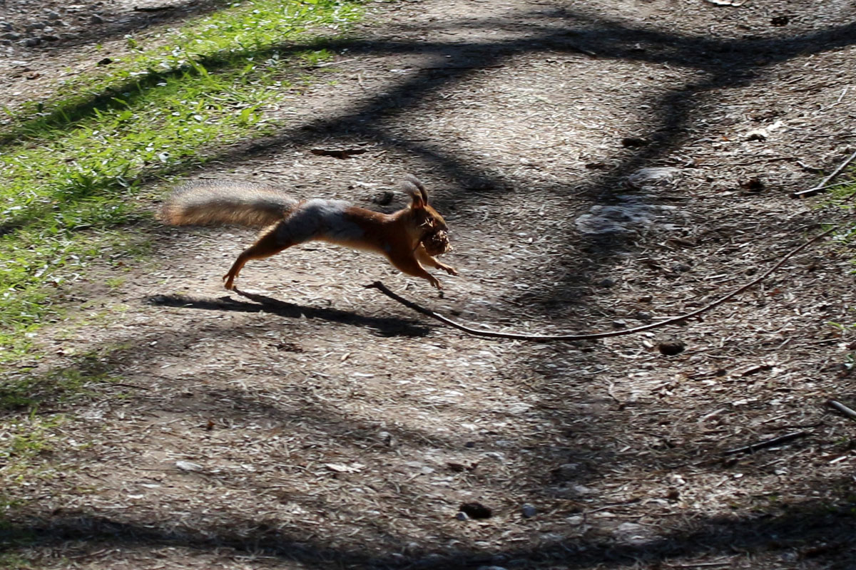Päevik: Orav ja lind