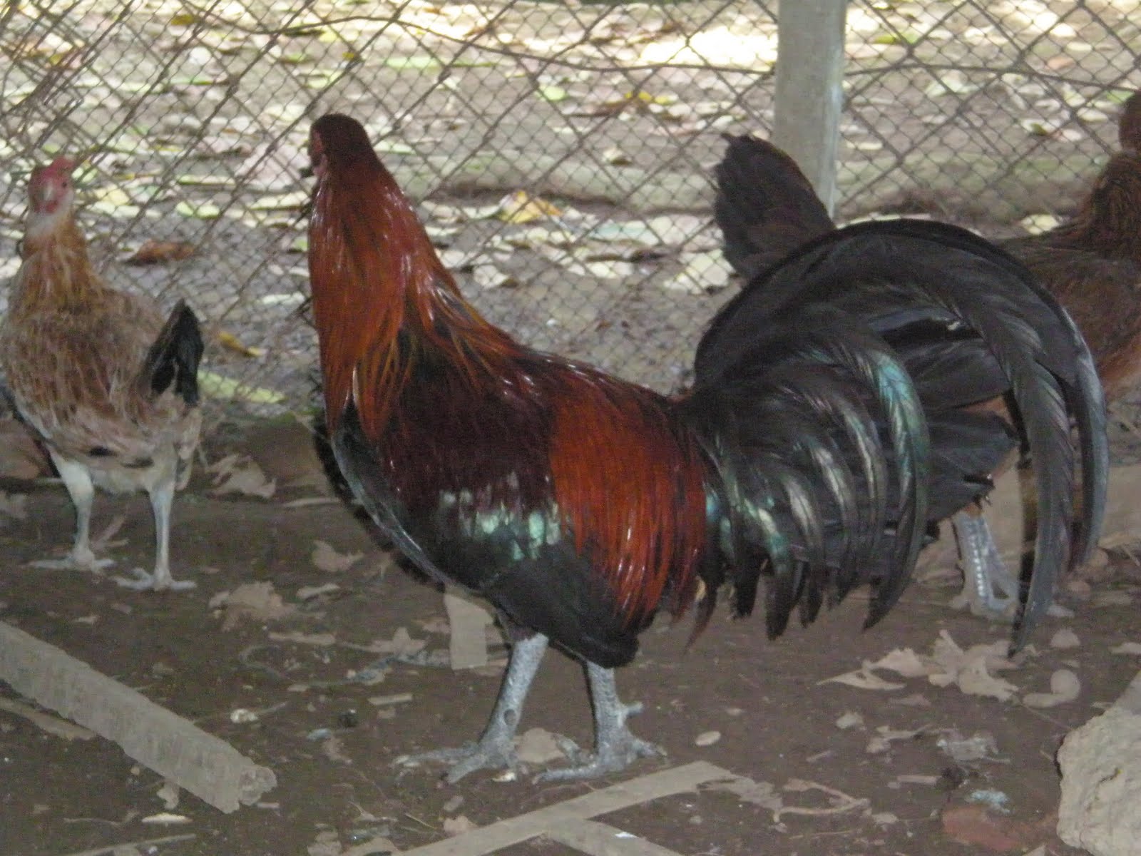 MANOK-AYAMKU: Ayamku