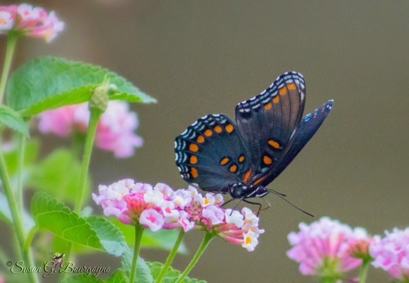 A Breath of Nature: Red-Spotted Purple Butterfly