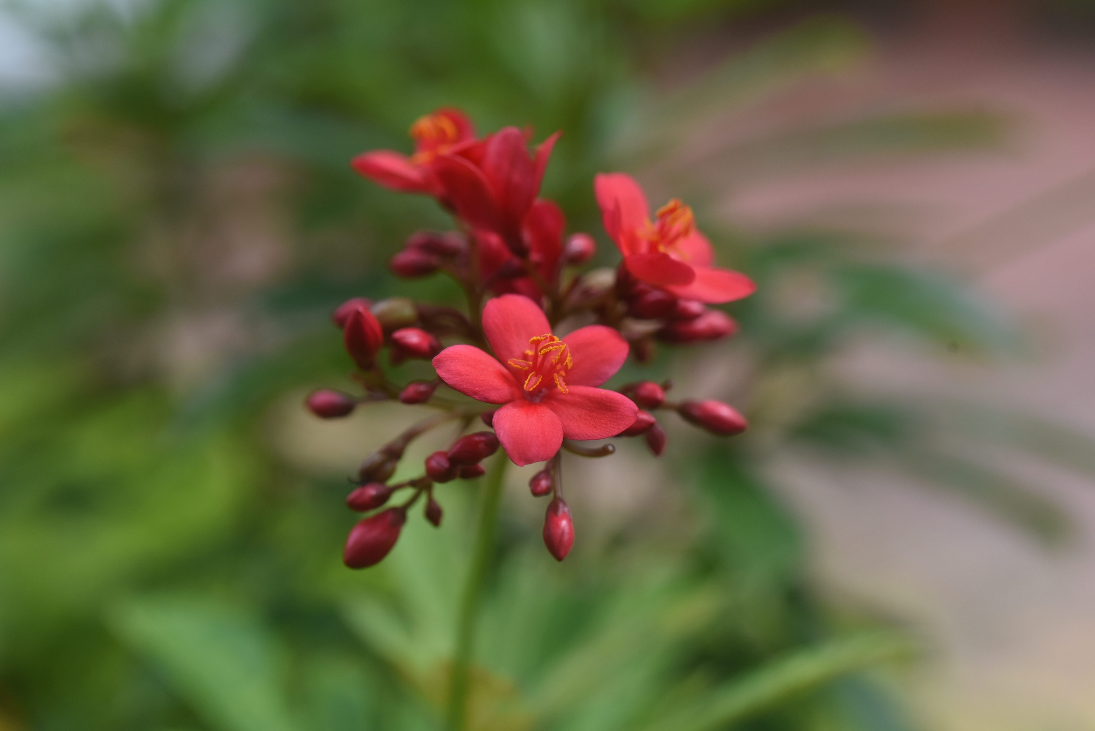 Jatropha integerrima