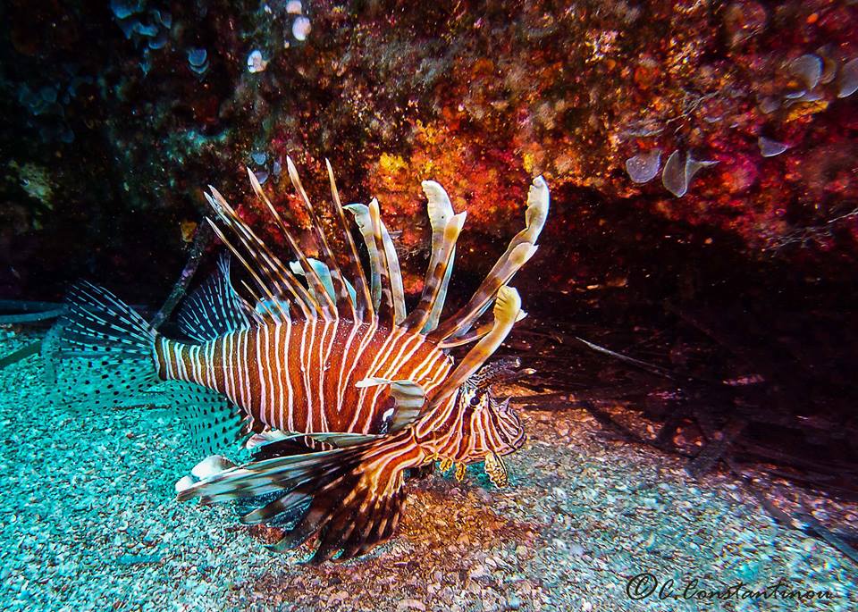 Biodiversity of Cyprus by NGO Protection of the Natural Heritage and ...