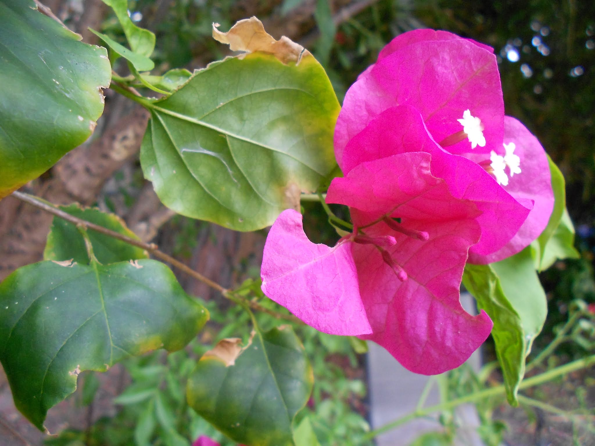 LRC Digital Newsletter: 2020