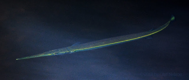 17 Needlefish Facts You May Not Know About