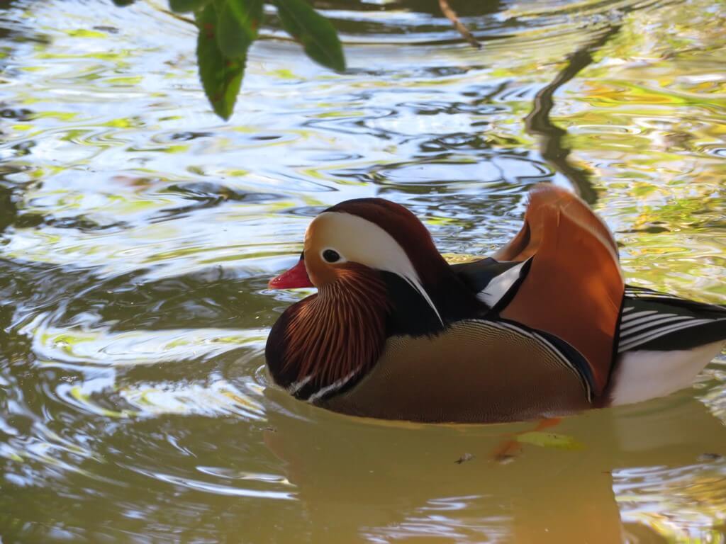 Divagar entre FLORES - ANIMAIS - NATUREZA: Pato-mandarim (Aix galericulata)