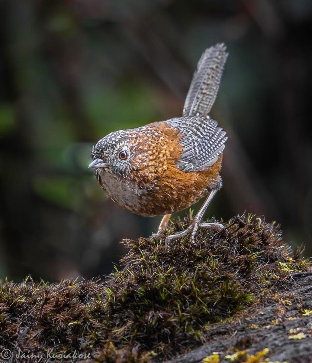 Indian Birds Photography: [BirdPhotoIndia] Bar-winged Wren-babbler ...