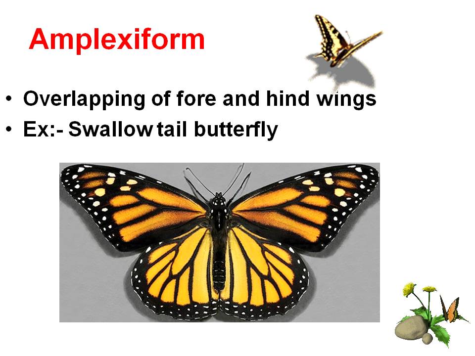 Insect wing, Modifications and Copulation