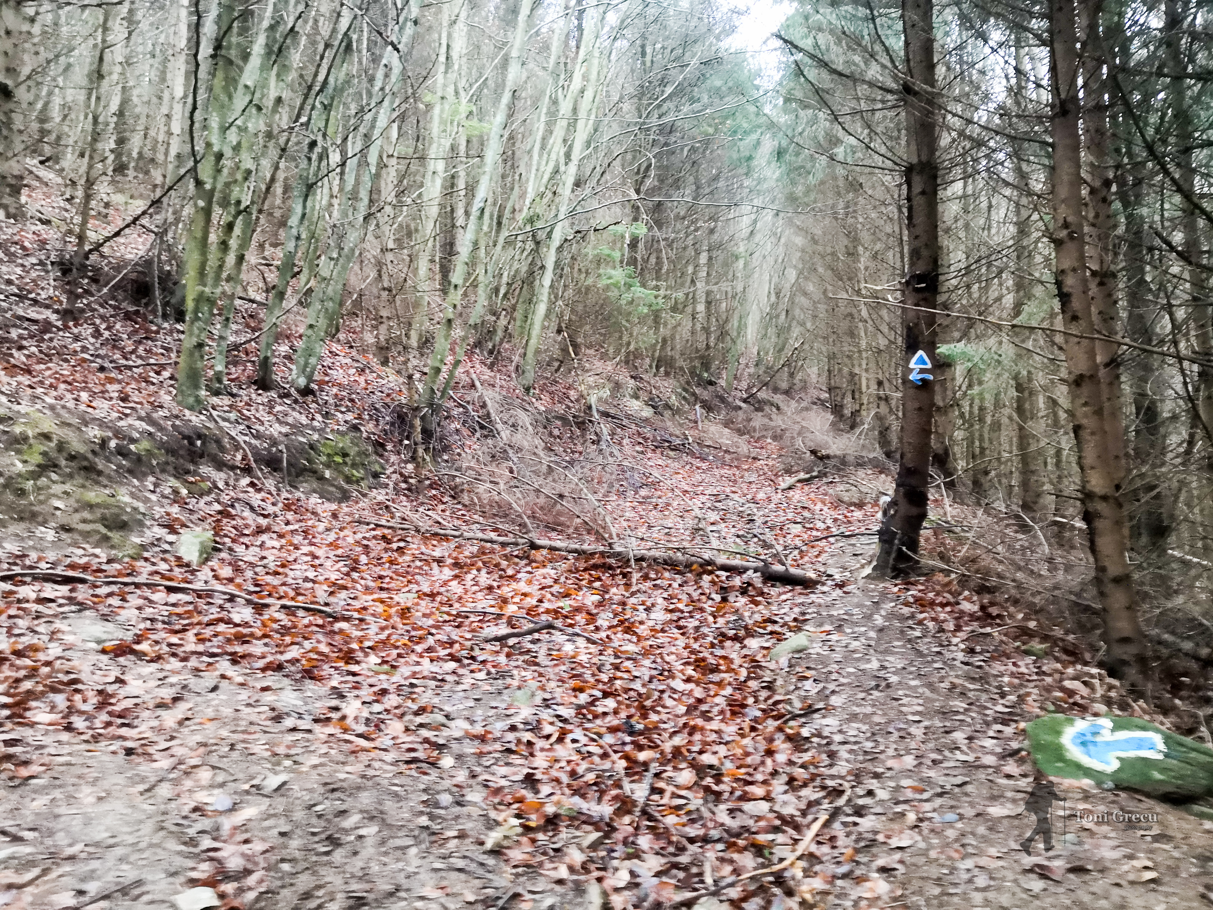 Varful Prejba - Cabana Prejba. Muntii Lotrului ~ Jurnal de drumeții