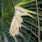 ♣ Vriksha ♣ Sasya ♣ Lata ♣: Mogali Puvvu/ Ketaki/ Pandanus odoratissimus