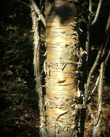 Finishing Acts: DIY: Making your own bark paper