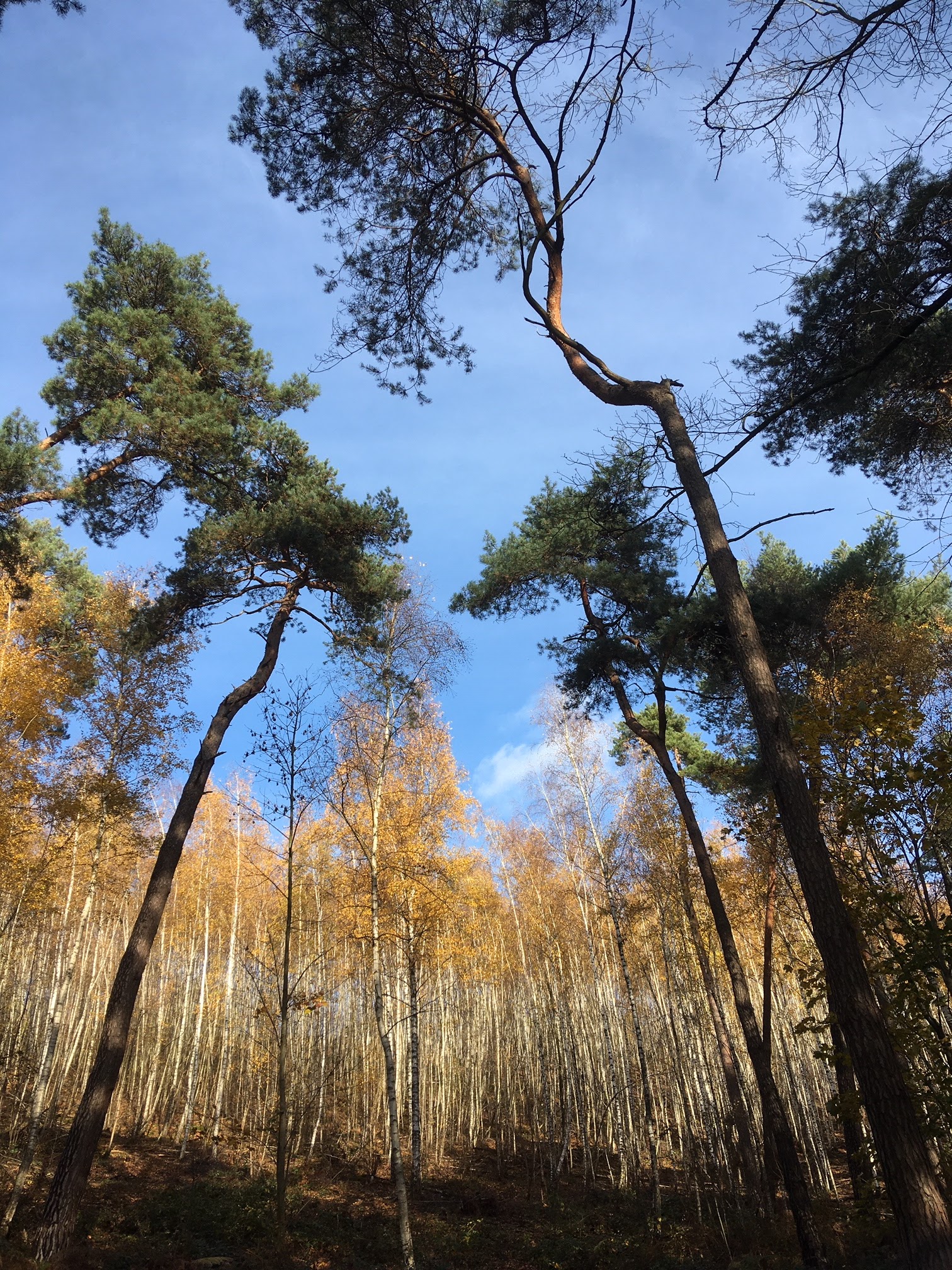 Natuurnotities Monique Smulders: De berk is elegant en taai