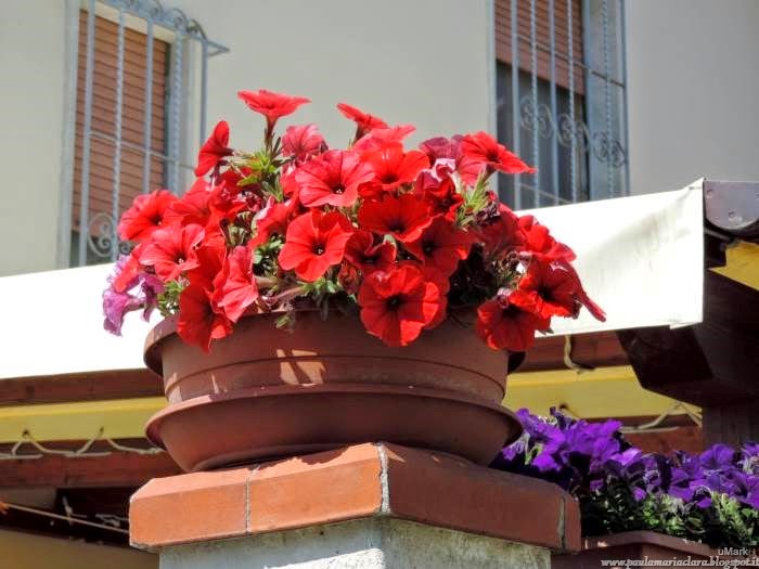 Fiori della Toscana | Life is beautiful