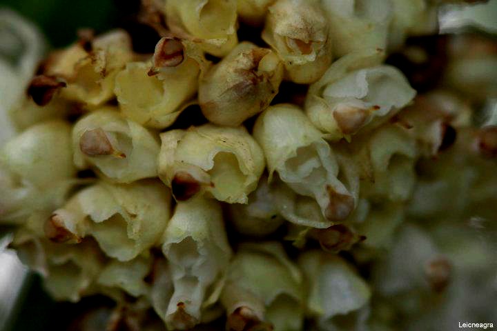 Wild orchids in sumatra: Agrostophyllum lampongense J.J.Sm., 1928