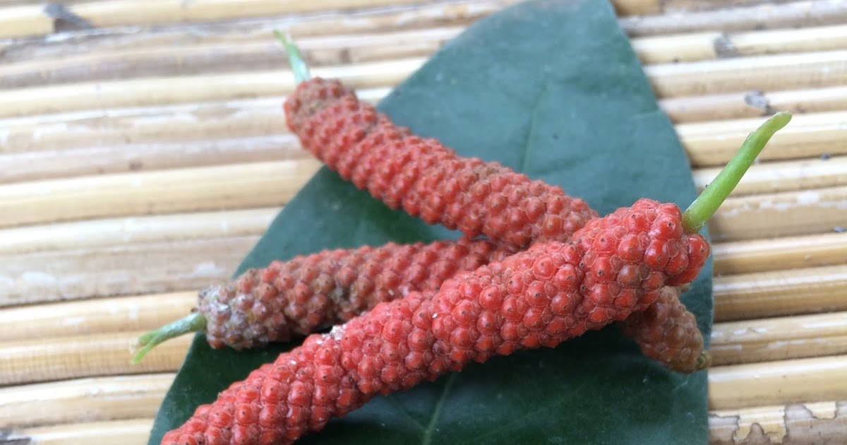 Cabe Jawa-Buah Tabia Bun (Bali) ~ Cintapohonku