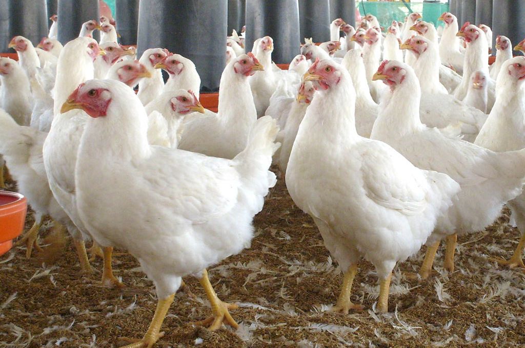 POLLOS LA VEGA: FOTOS