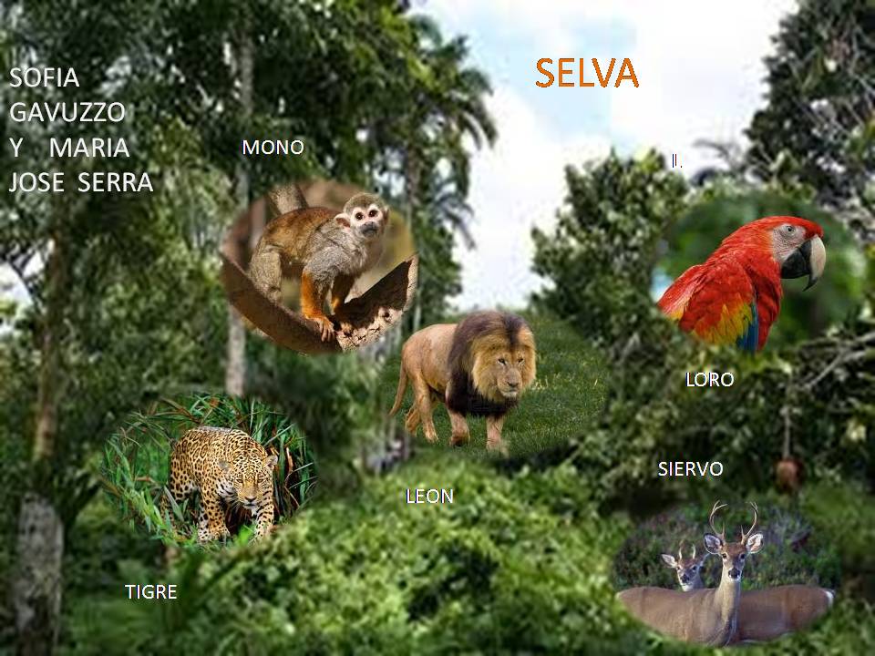 REGIONES NATURALES: Selva