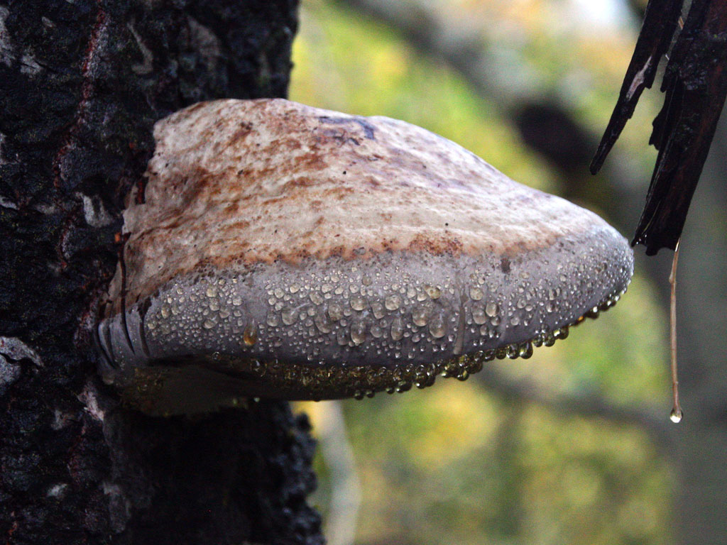 HONGOS EN LA INDUSTRIA ALIMENTICIA, FARMACÉUTICA ENTRE OTRAS...