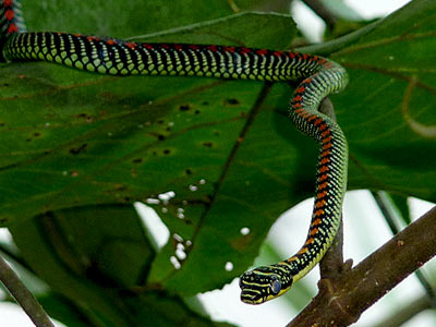 Chrysopelea, The Flying Snake | Amazing Creatures