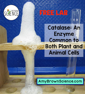 Amy Brown Science: FREE LAB! Catalase - An Enzyme Common to Both Plants ...