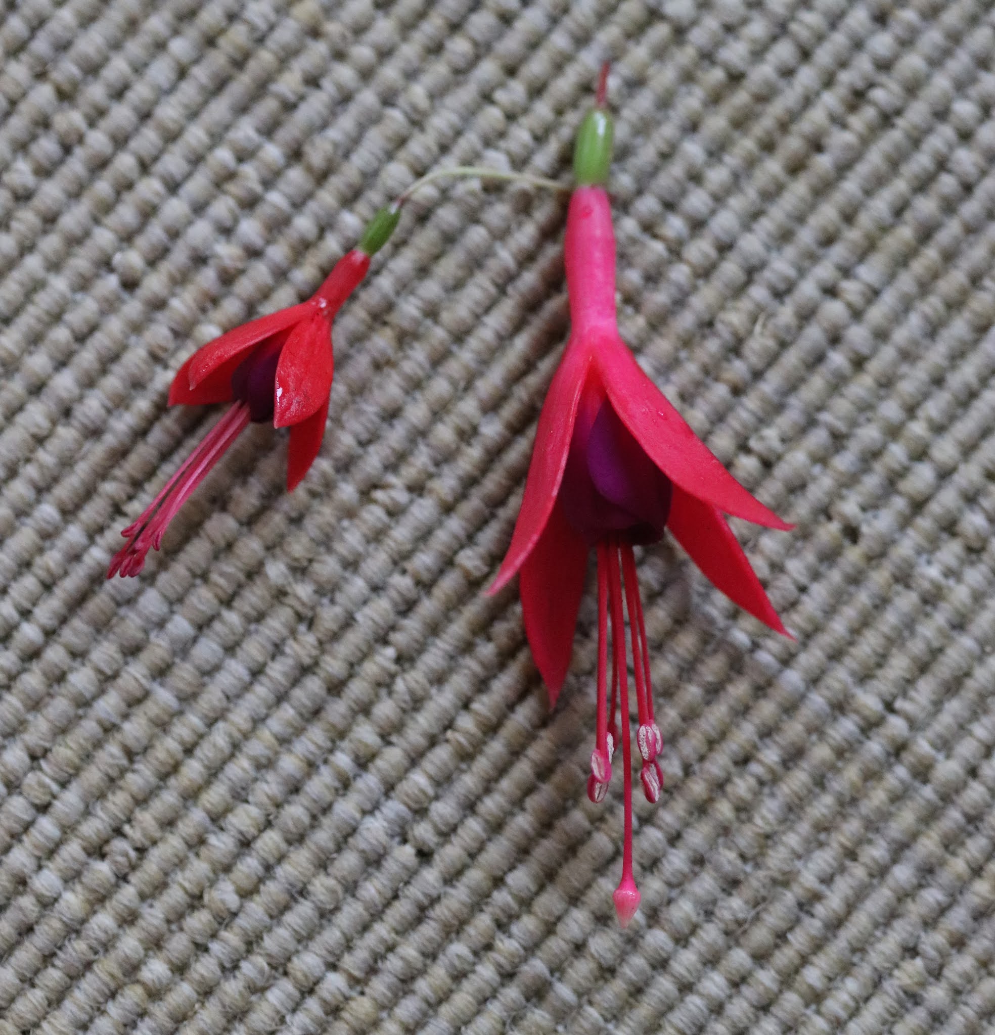 Hardy Fuchsias at Chickadee Gardens