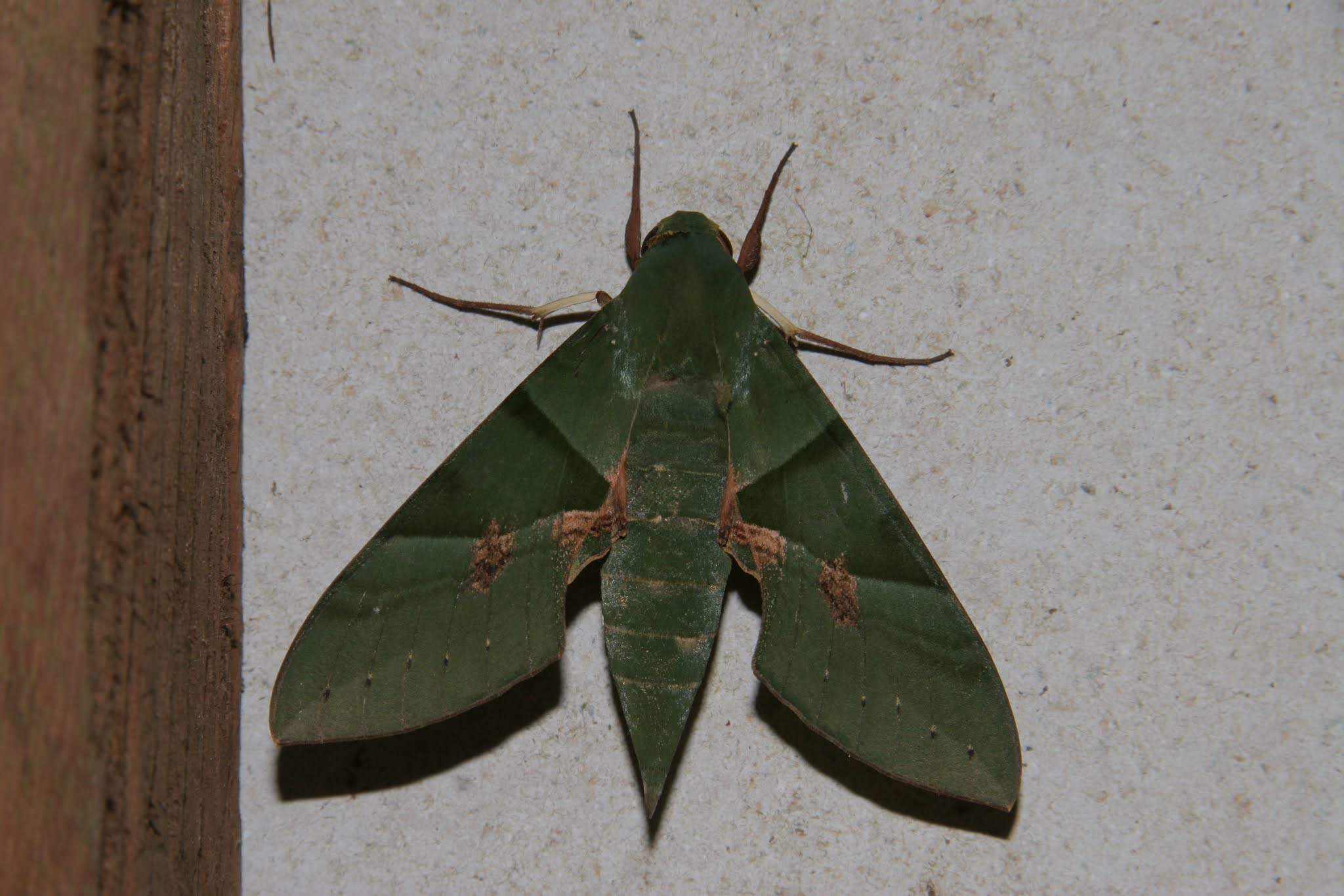 Variety of Life: Sphingidae