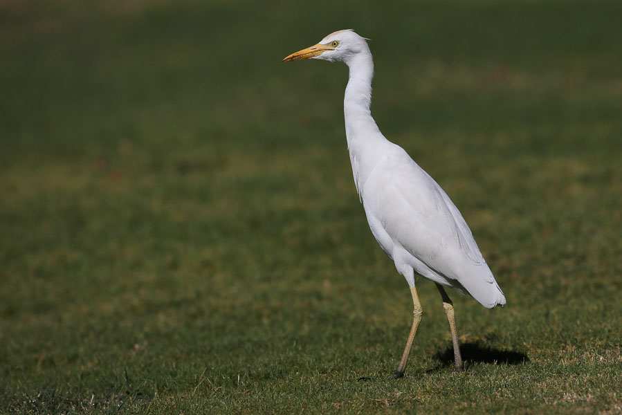 Birds of Saudi Arabia: Western Cattle Egrets – Dhahran Hills