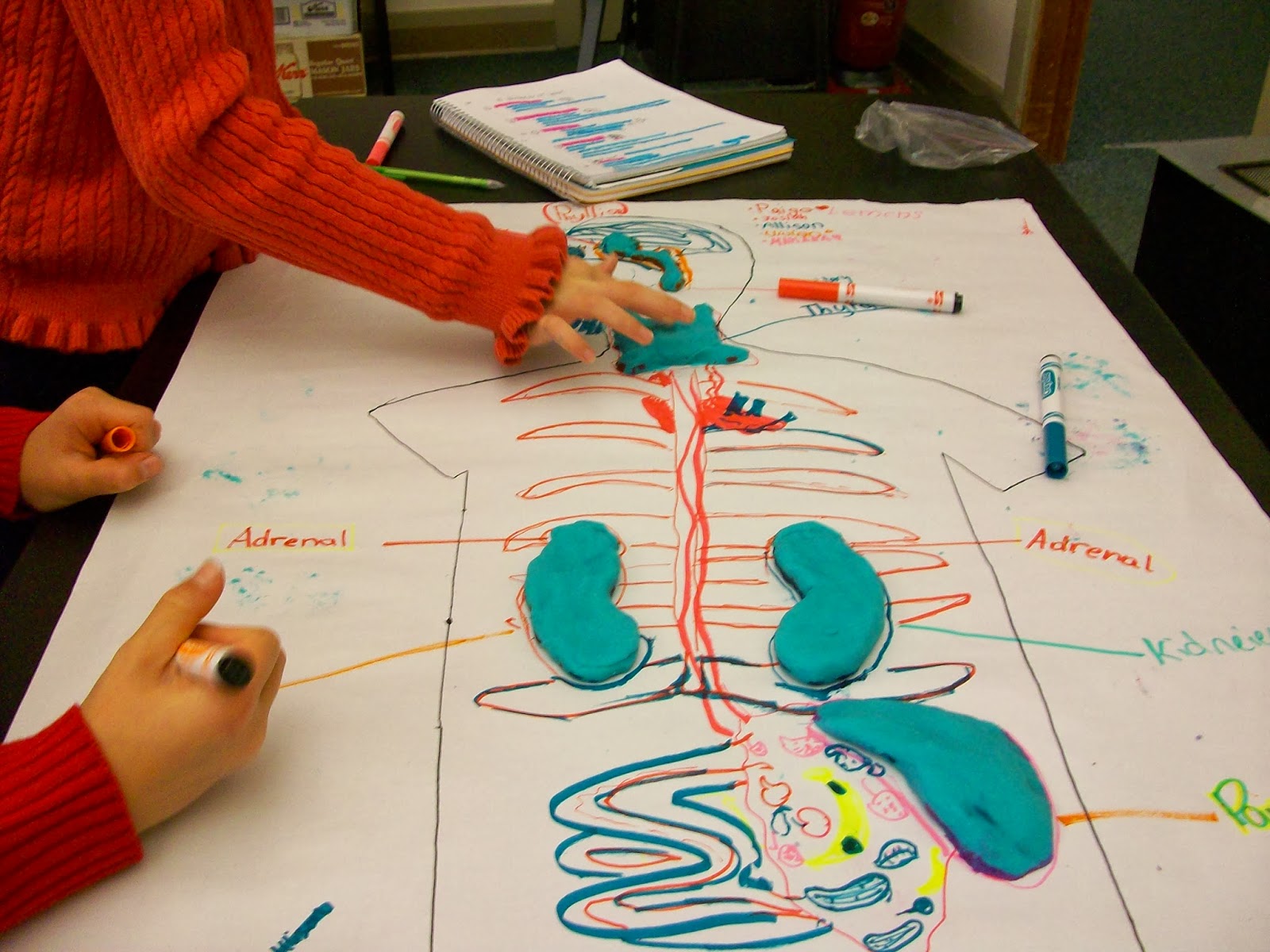 CHPCS 5th Grade: Endocrine System