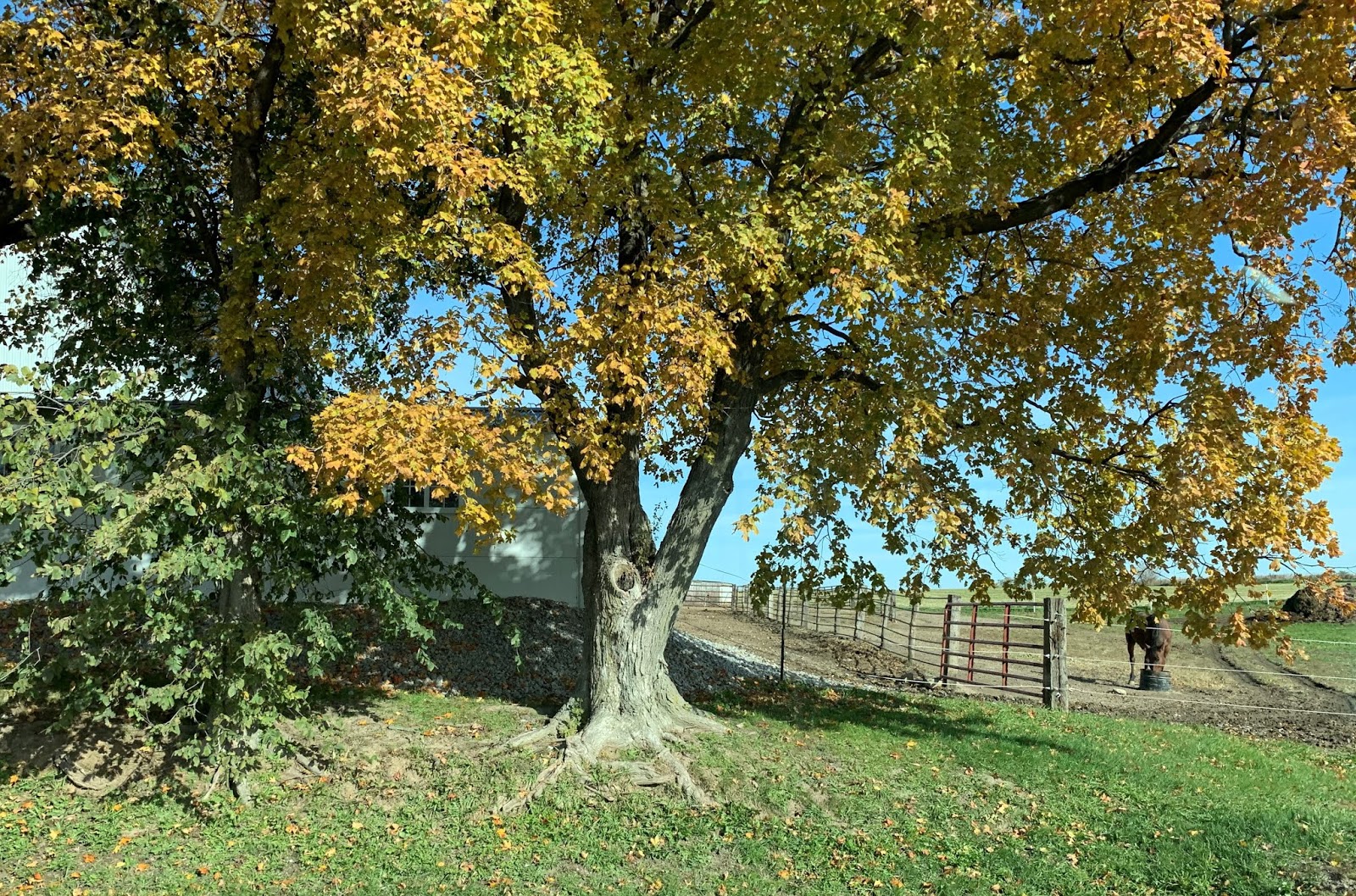 Amish Horses: Amish Farm Fall Tour