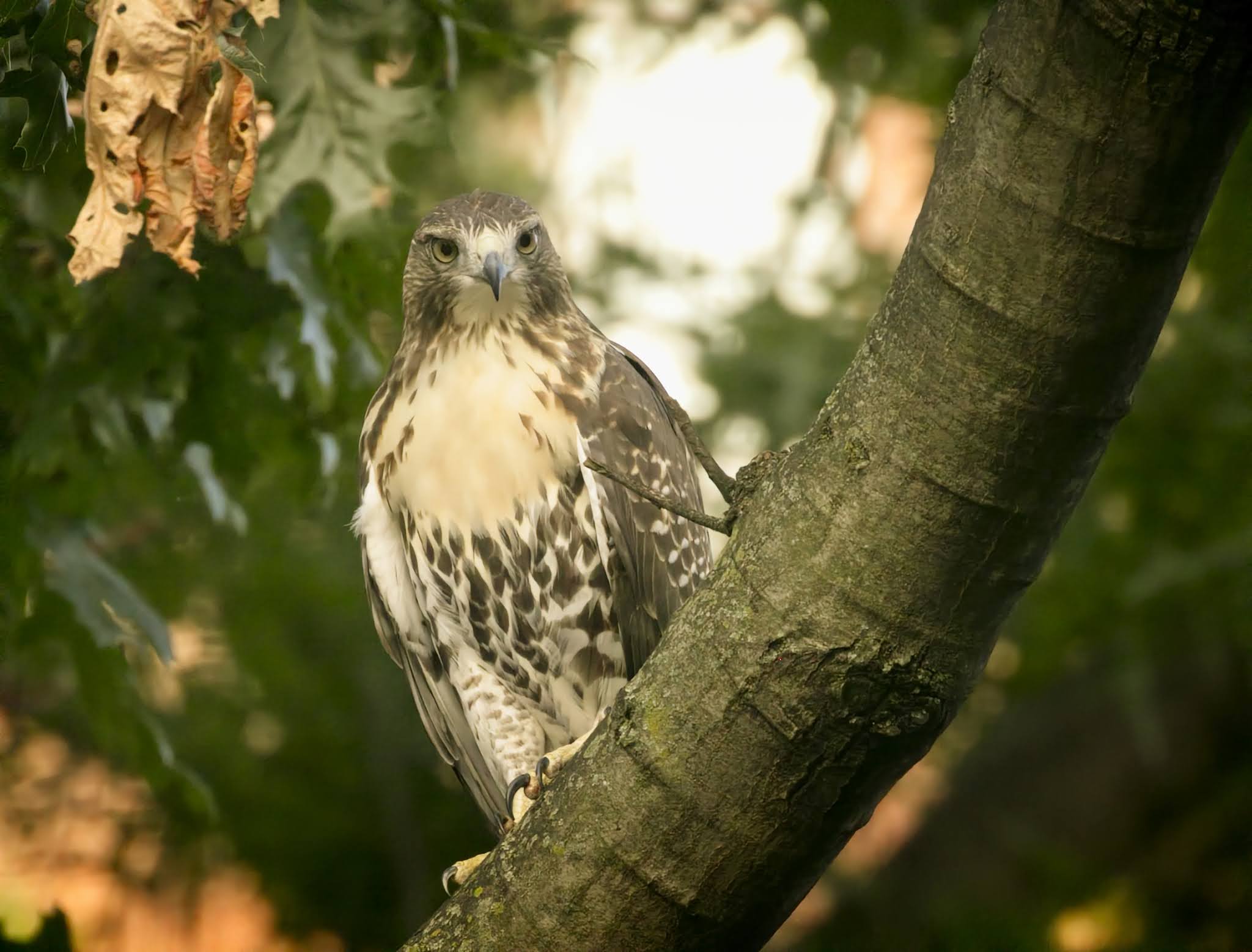 Laura Goggin Photography: Tompkins Square hawk family gathering