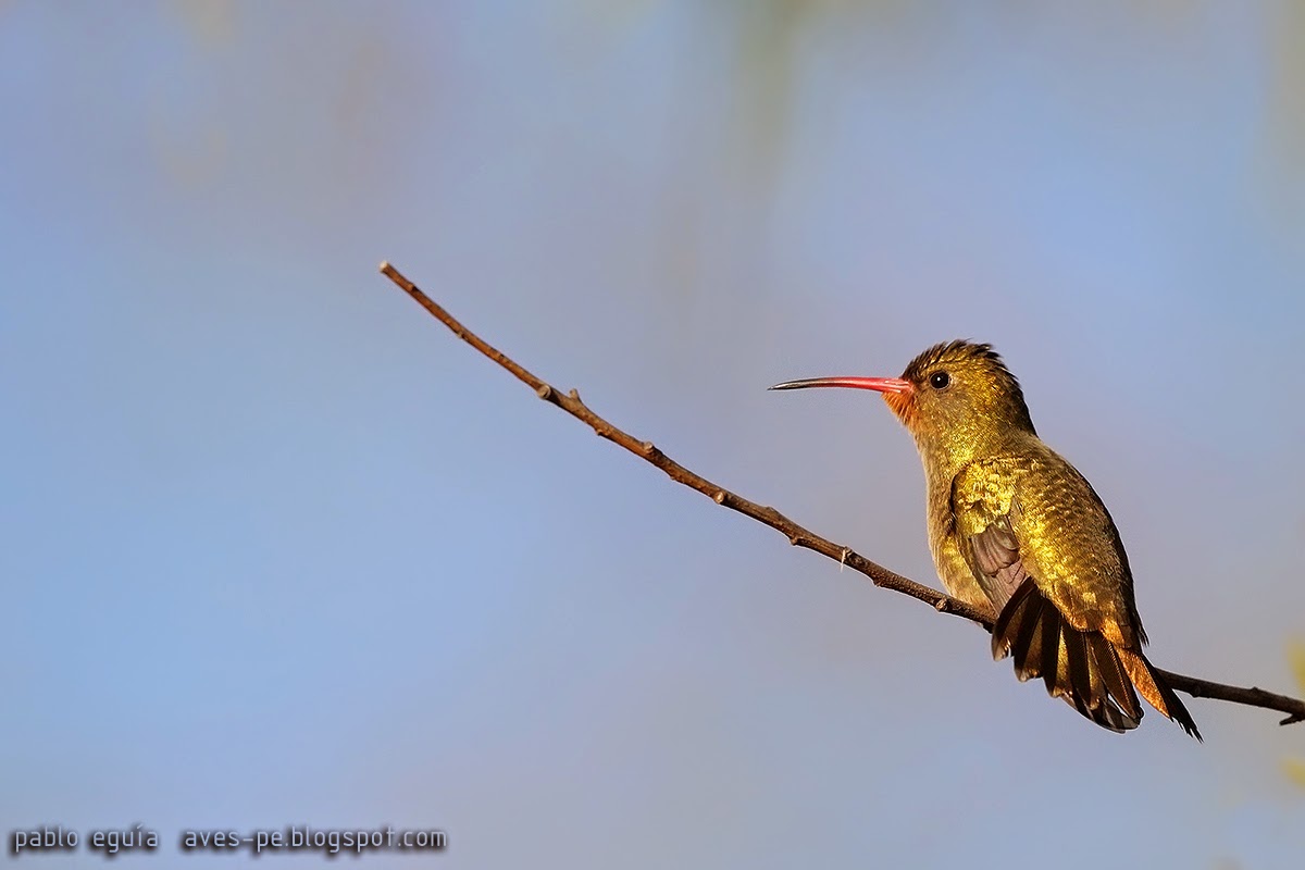mis fotos de aves: Hylocharis chrysura Picaflor Bronceado Gilded ...