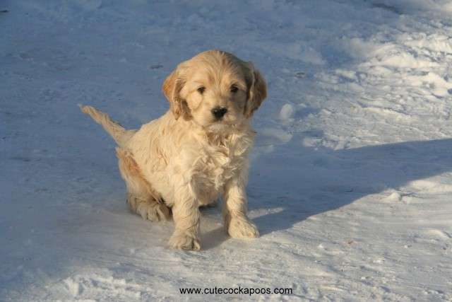Cute Cockapoos: Tail Docking: Long and Waggy Tails are Welcomed Here!