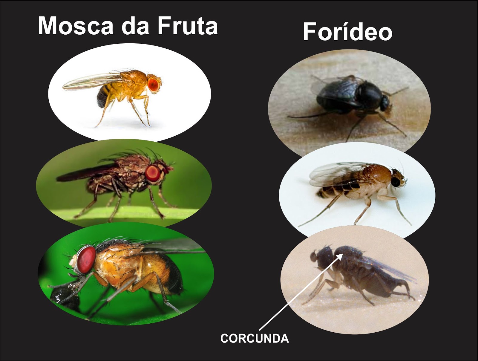 Bee News - Guia para Iniciantes: 2019